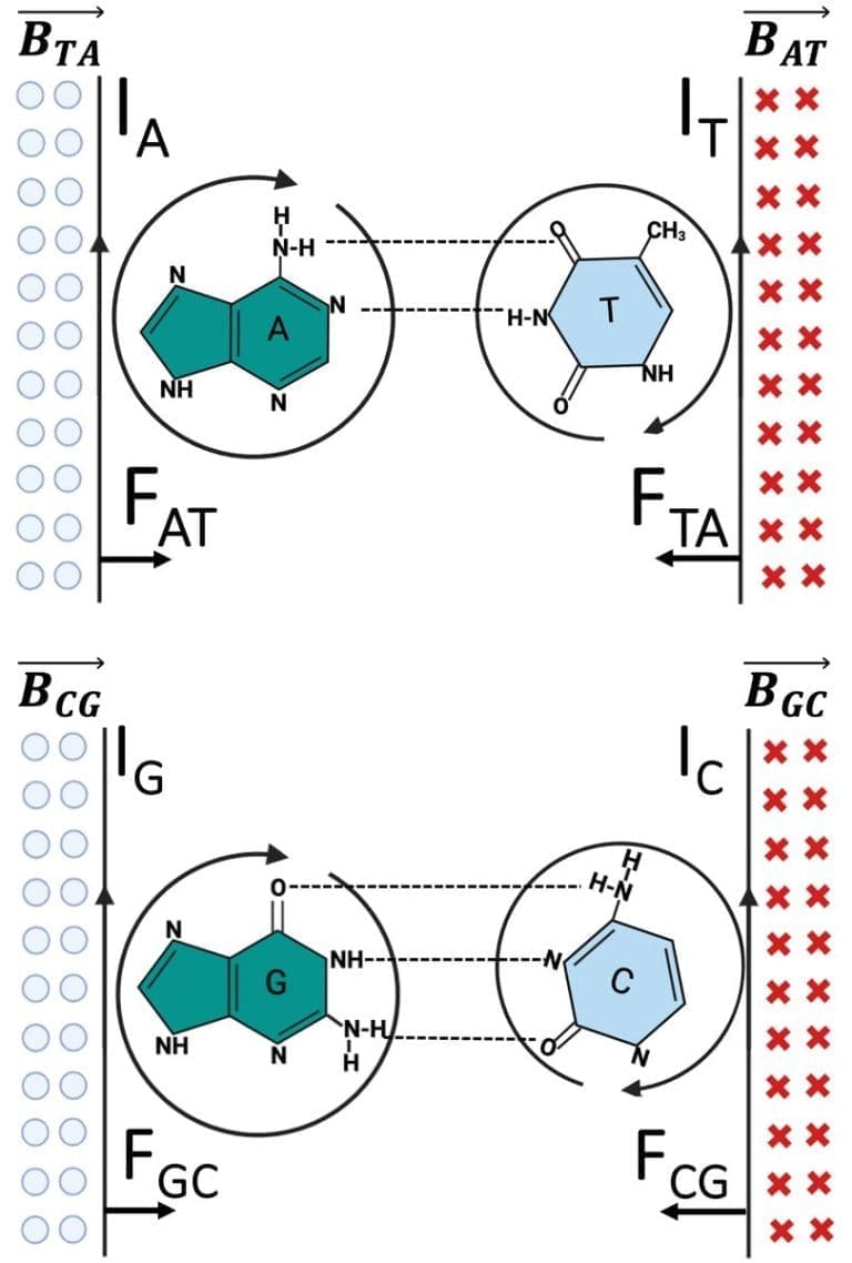 Scientists Propose DNA As Perfect Quantum Computer, Paving Way For ...